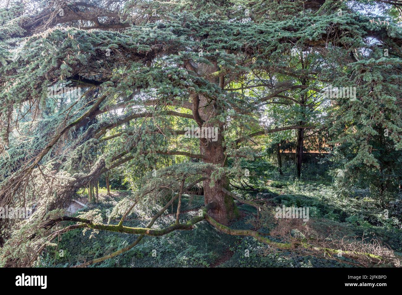 Large and majestic evergreen tree. Landscape background Stock Photo - Alamy