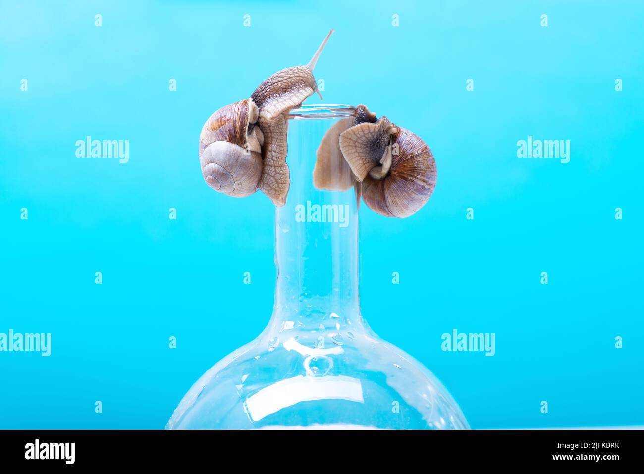 Two large snails on a chemical flask. Chemical flask with snails. Snail ...