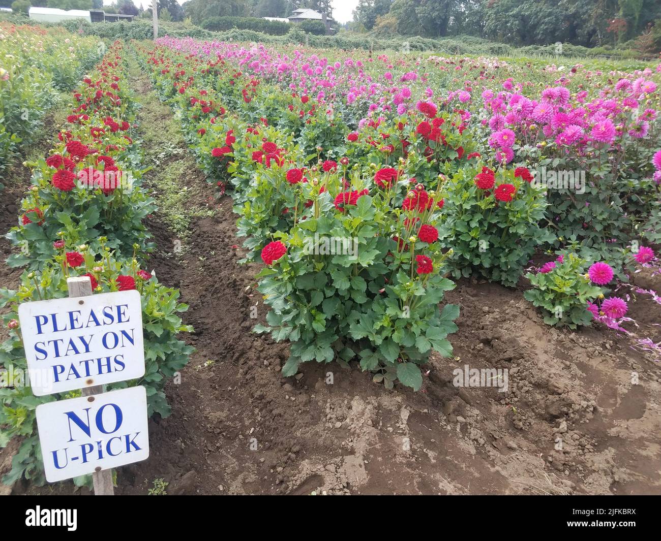 Please do not touch the flowers hi-res stock photography and images - Alamy