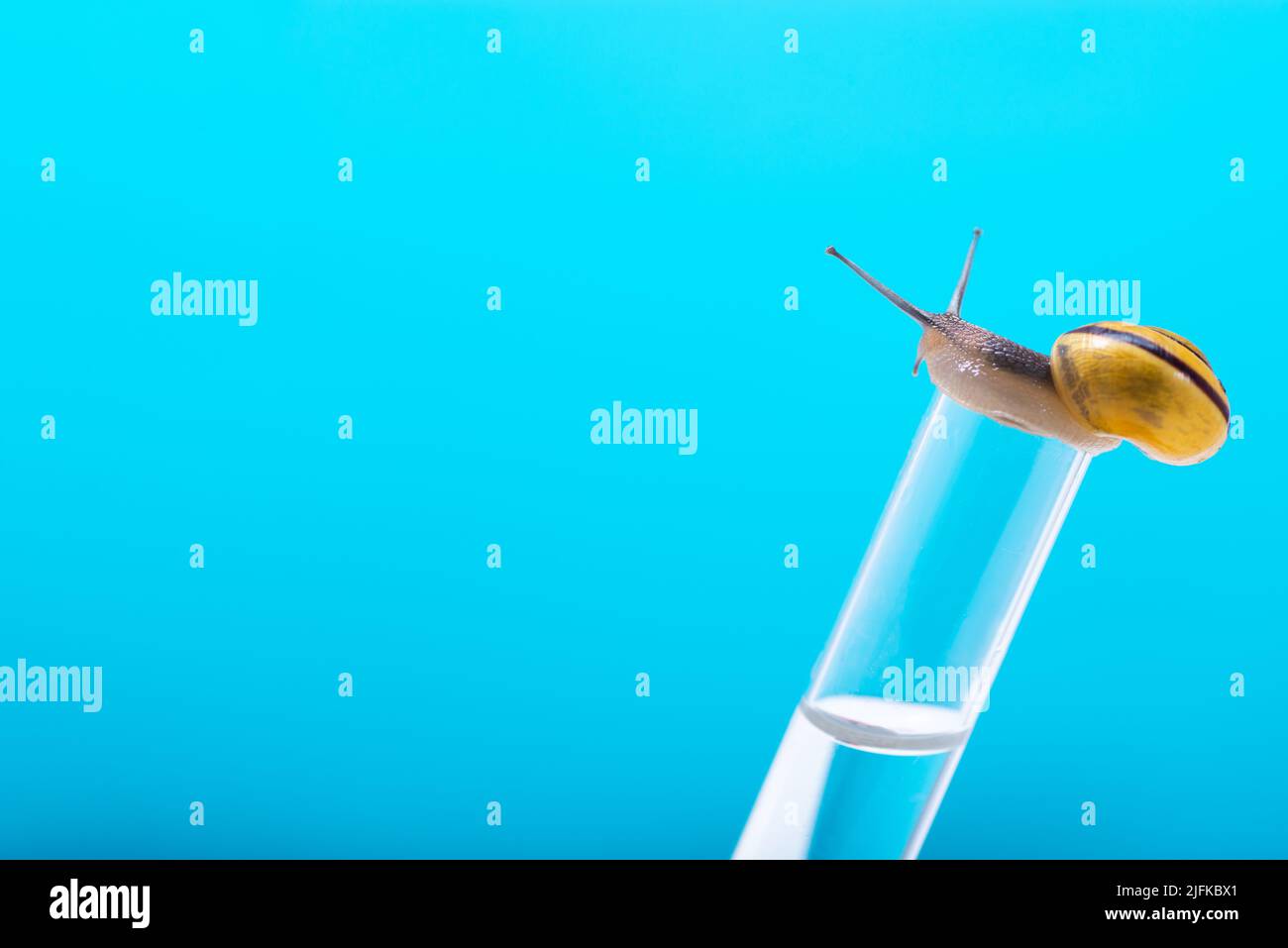 Snail on a chemical test tube on a blue background with space for text ...