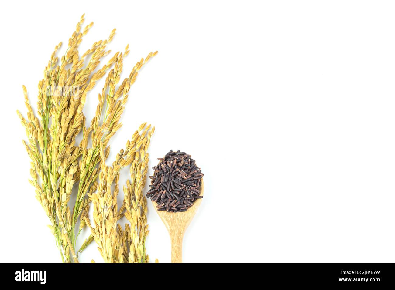 Close up ear of paddy, ears of Thai jasmine rice isolated on white ...
