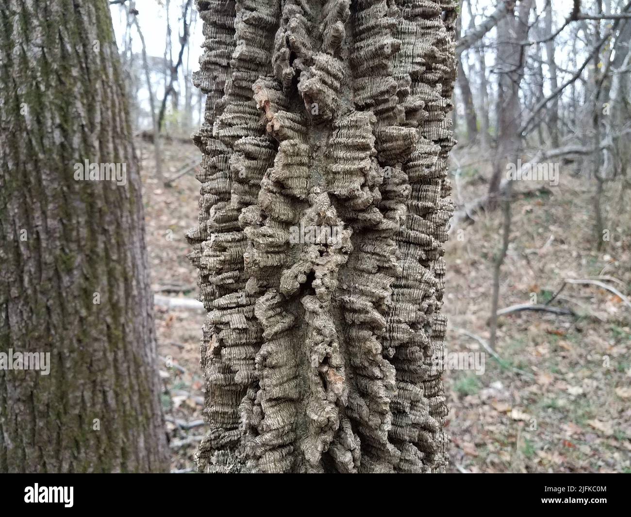 Rough bark tree hi-res stock photography and images - Alamy