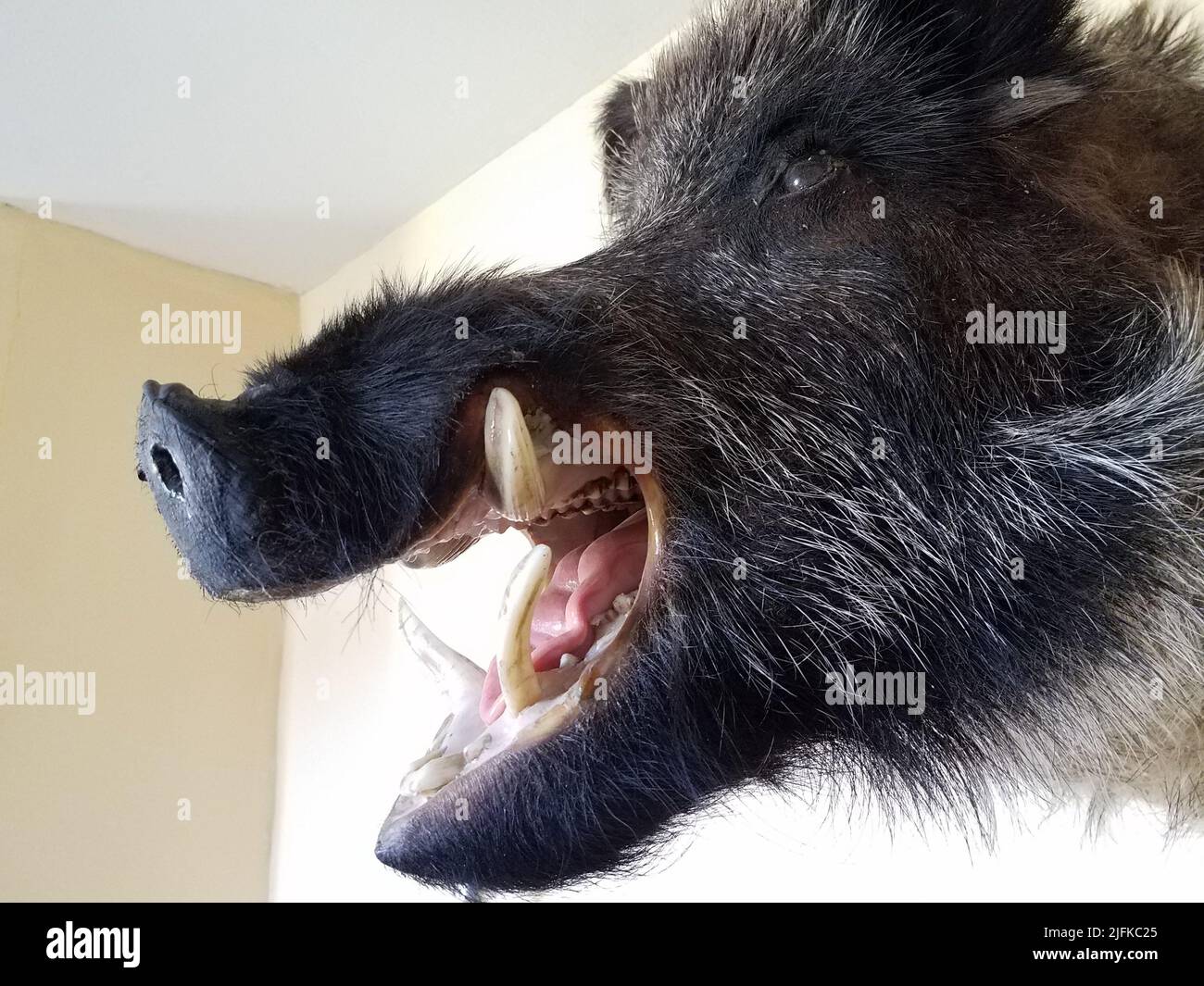 Mounted animal head hi-res stock photography and images - Alamy