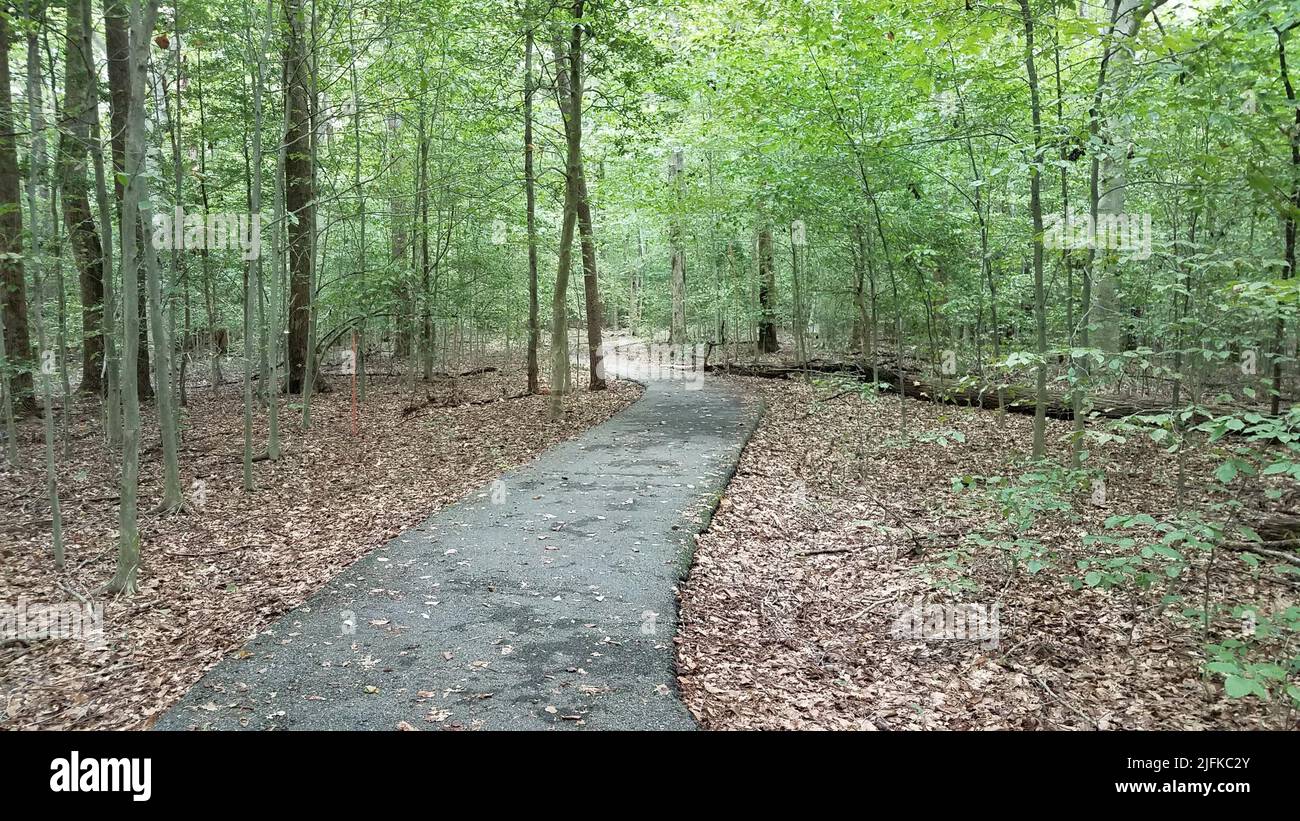 asphalt path or trail in woods or forest with trees Stock Photo - Alamy