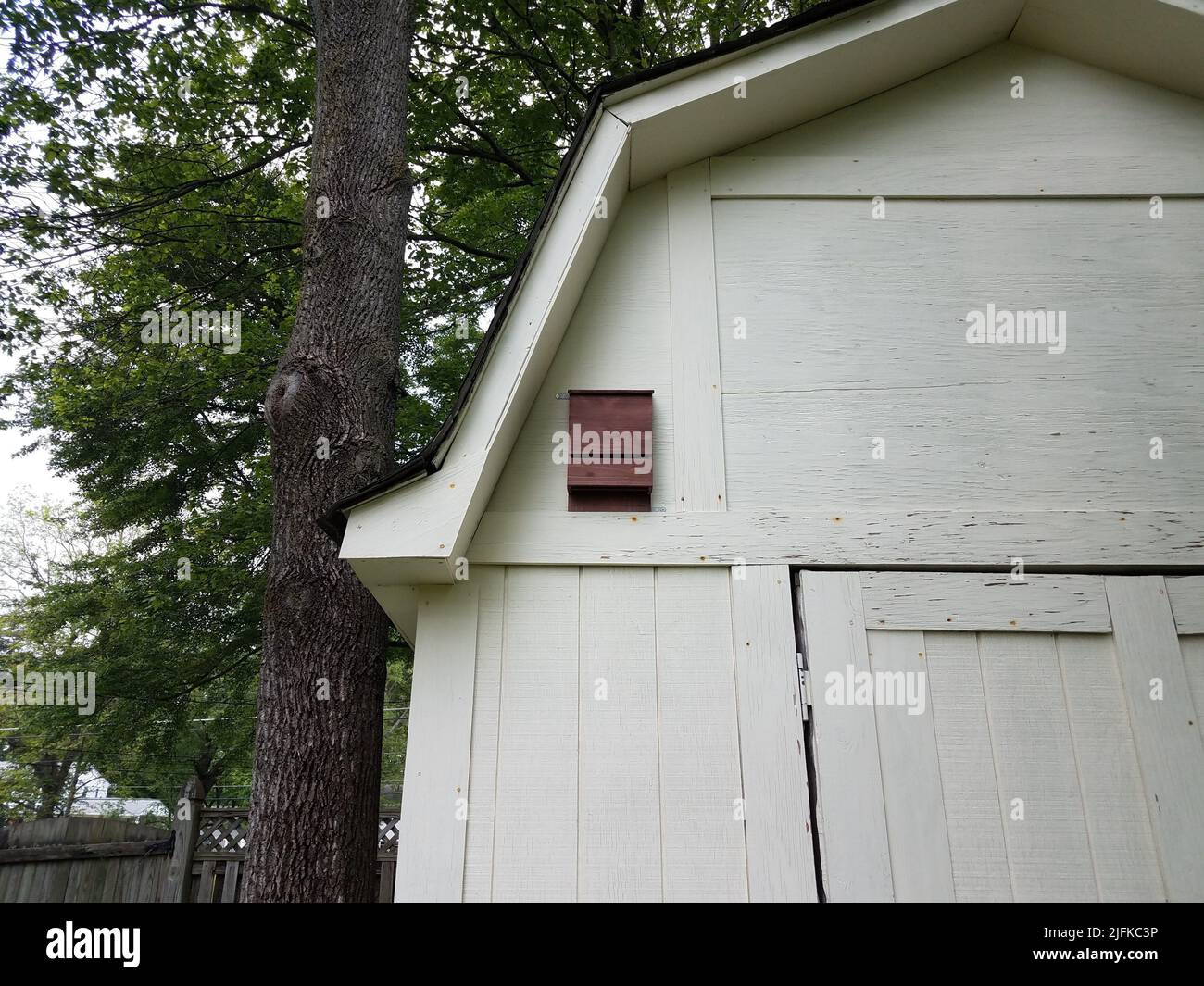 Brown bat hi-res stock photography and images - Alamy