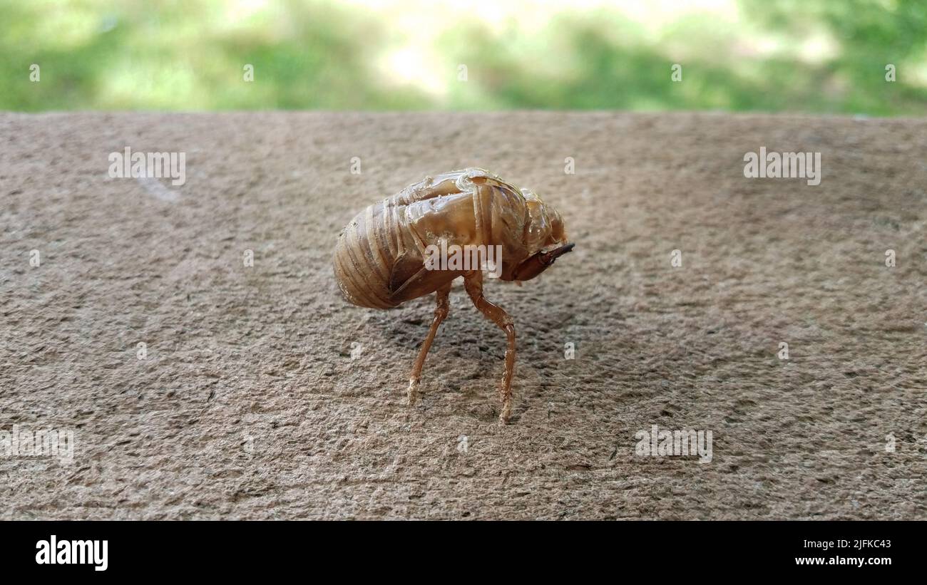 Insect shedding skin hi-res stock photography and images - Alamy