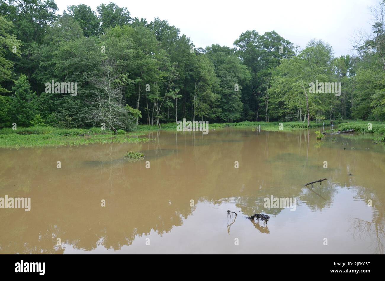 Log water pond hi-res stock photography and images - Alamy