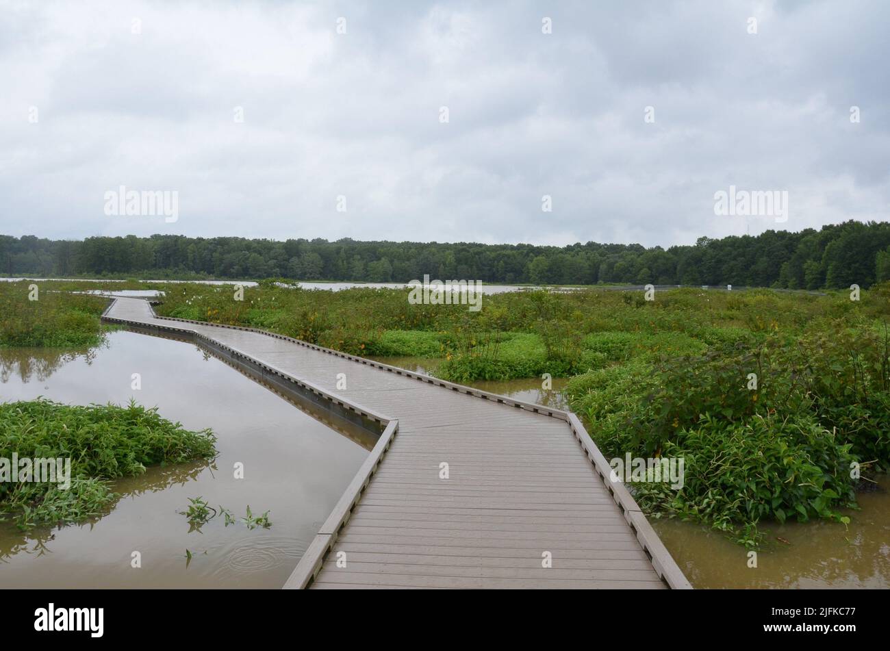 Swamp wood hi-res stock photography and images - Alamy