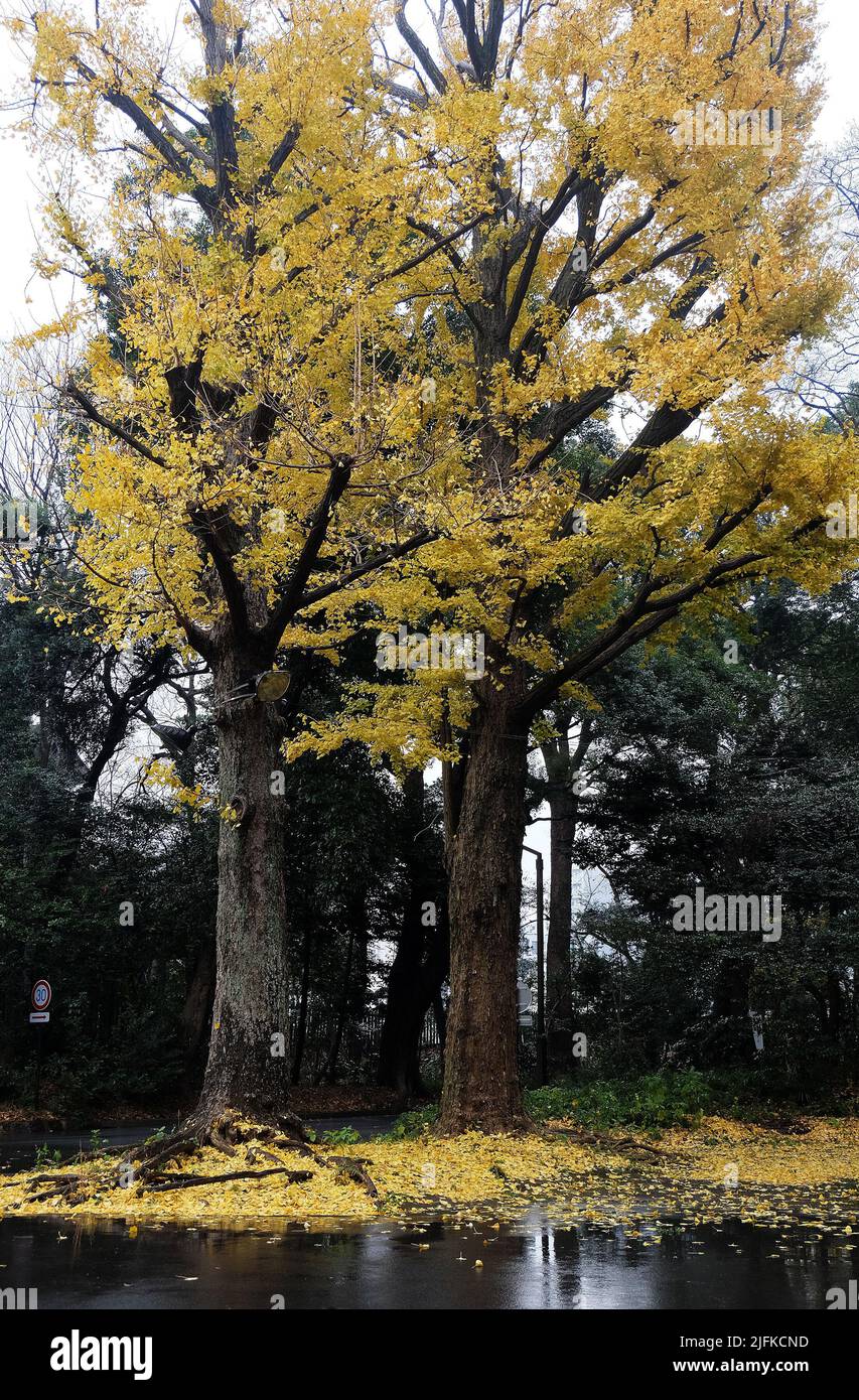 Yellow Ginkgo biloba trees with leaves fell on the ground after raining ...