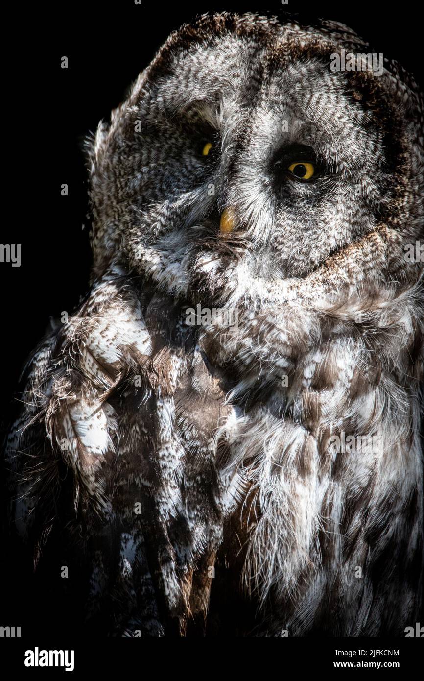 vertical Close-up of a Great Grey Owl looking straight ahead on a black ...