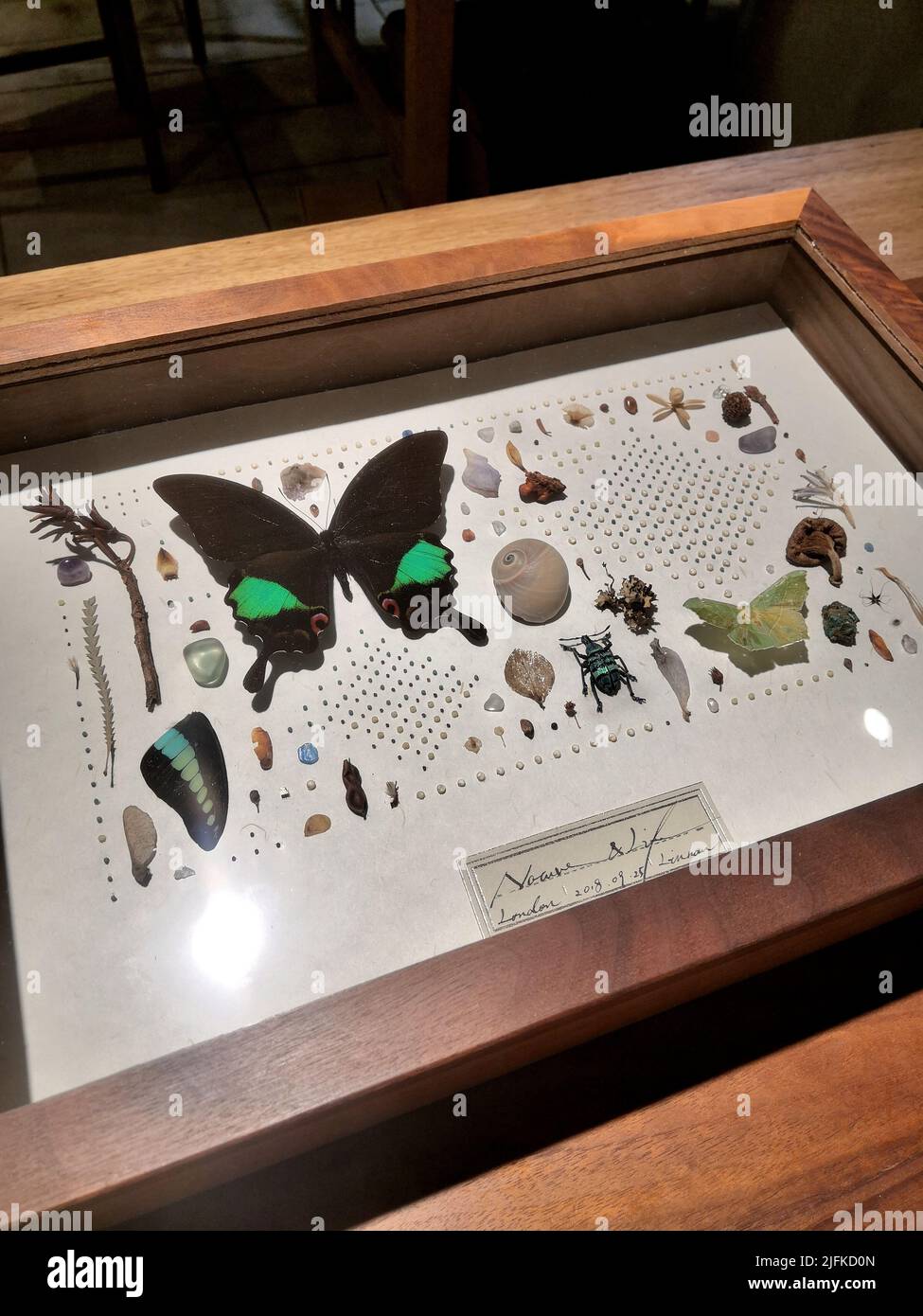 CHENGDU, CHINA - JUNE 30, 2022 - Butterfly specimens are displayed in ...