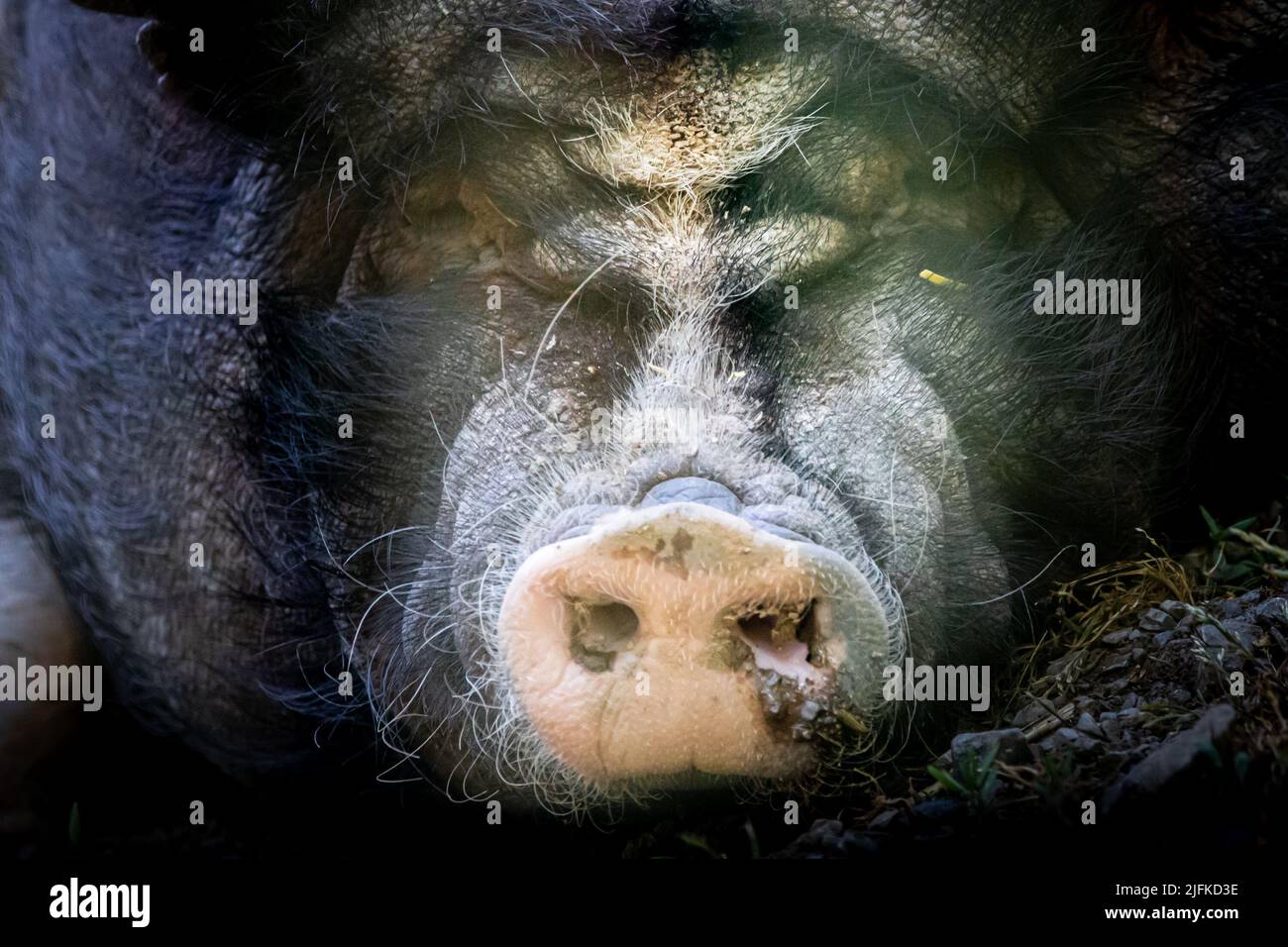 close-up face of a sleeping pig laying in the mud Stock Photo - Alamy