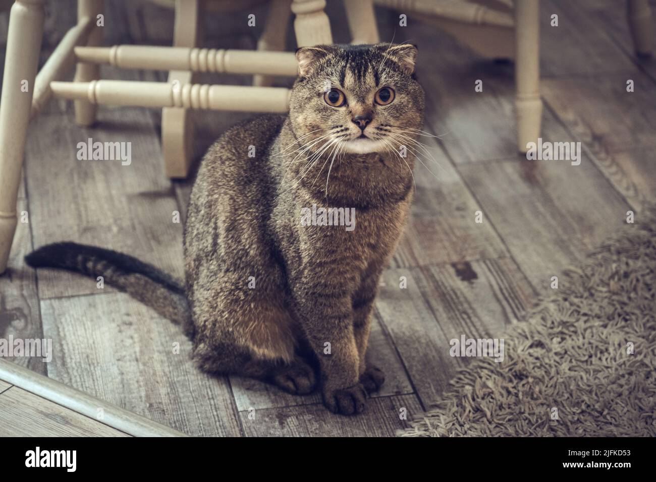 The brown cat is sitting in the living room. Scottish fold cat sitting ...