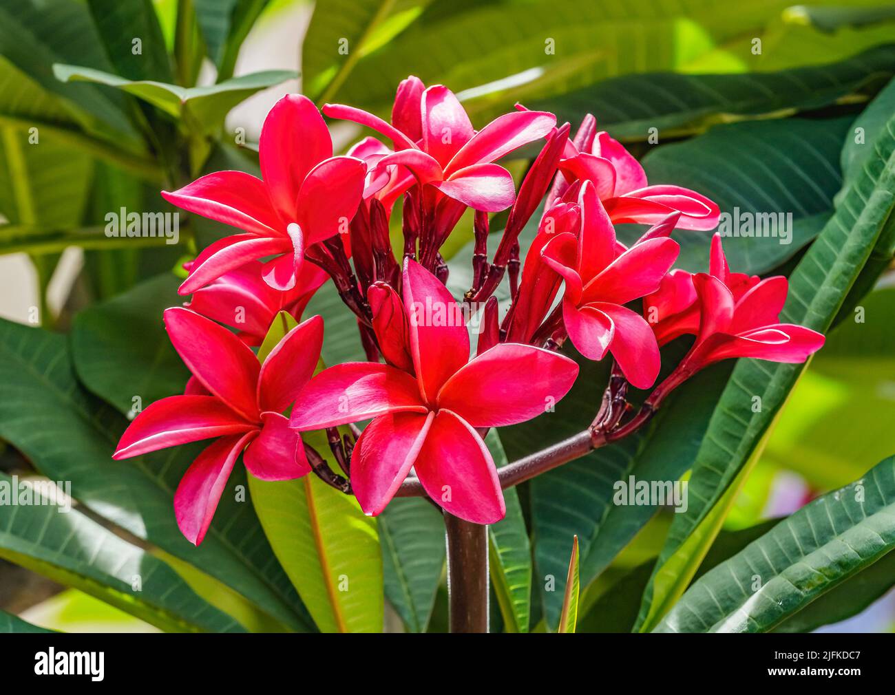 Red Plumeria Bouquet