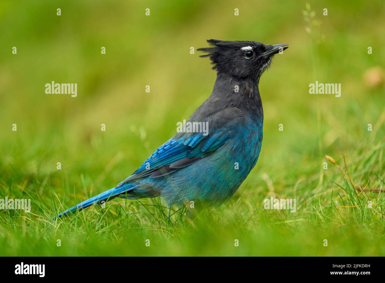 Blue jay in natural environment hi-res stock photography and images - Alamy