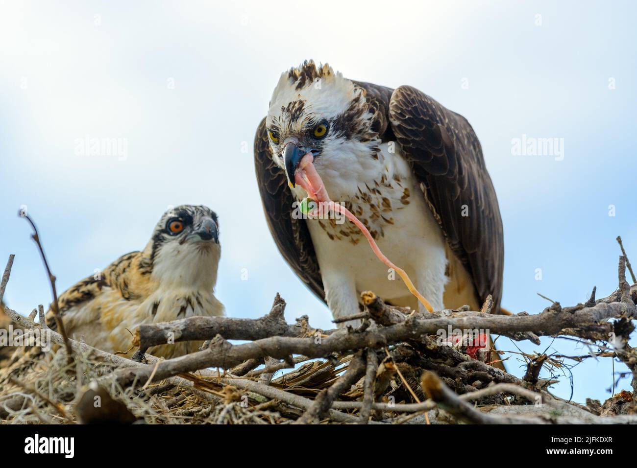 Close up sea hawk hi-res stock photography and images - Alamy