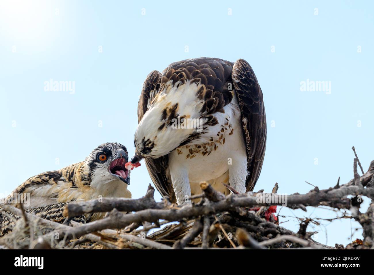 Close up sea hawk hi-res stock photography and images - Alamy