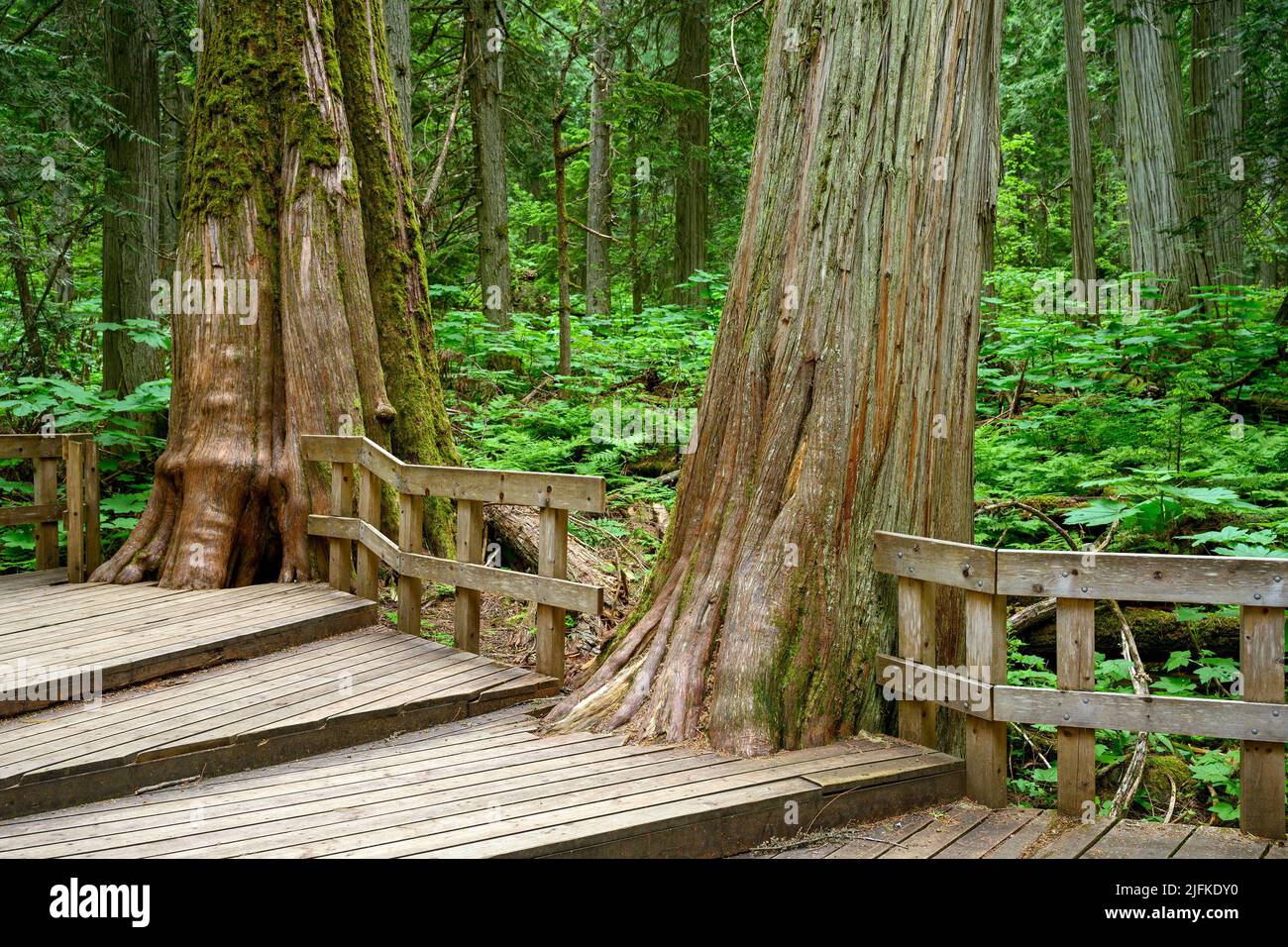Cedar swamp trail hi-res stock photography and images - Alamy