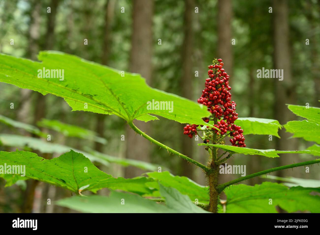 Devil's club bush hi-res stock photography and images - Alamy