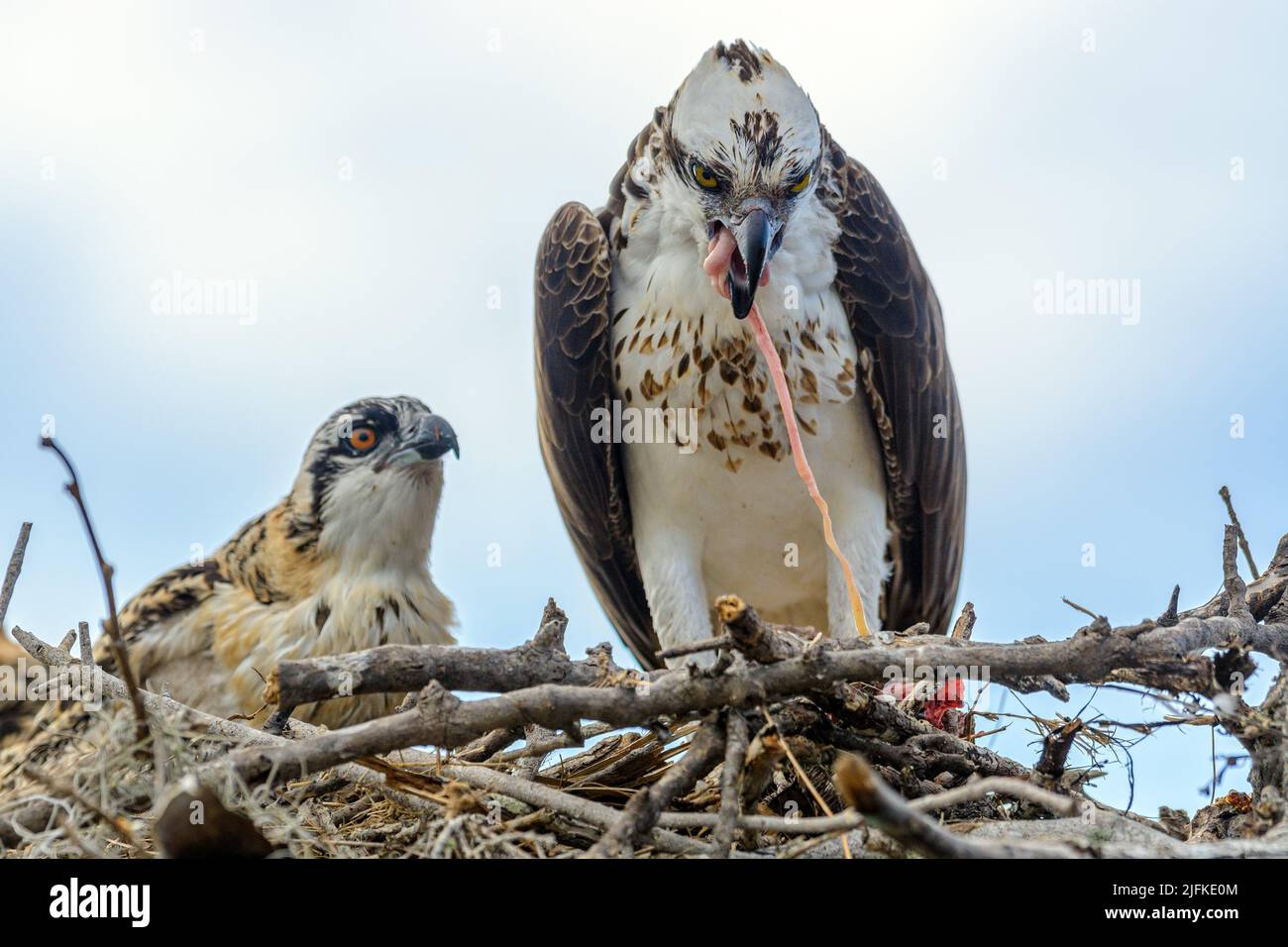 Close up sea hawk hi-res stock photography and images - Alamy