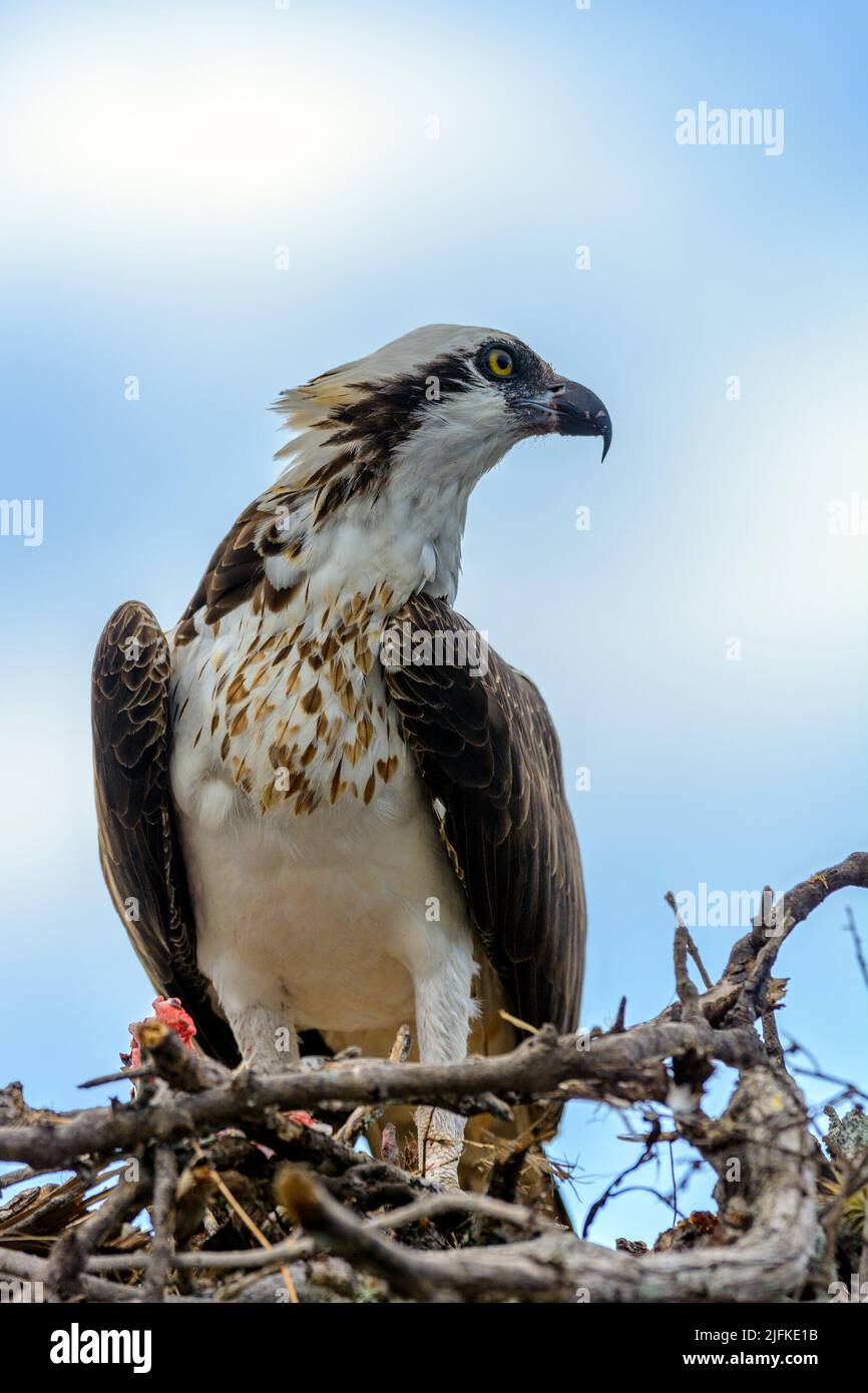 Fish hawk hi-res stock photography and images - Alamy