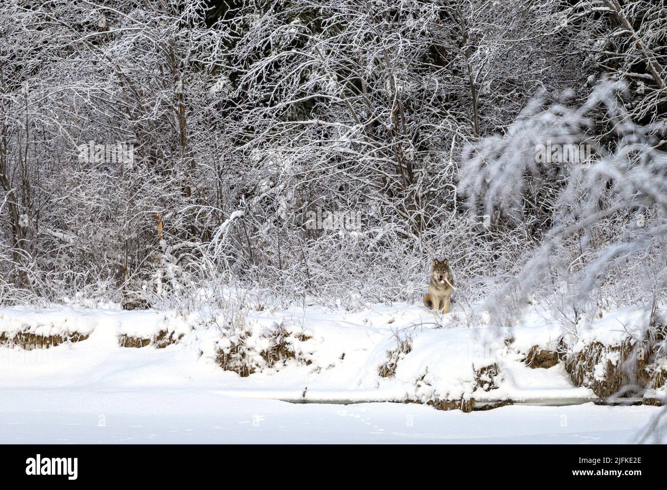 Canadian wolf or mackenzie wolf hi-res stock photography and images - Alamy