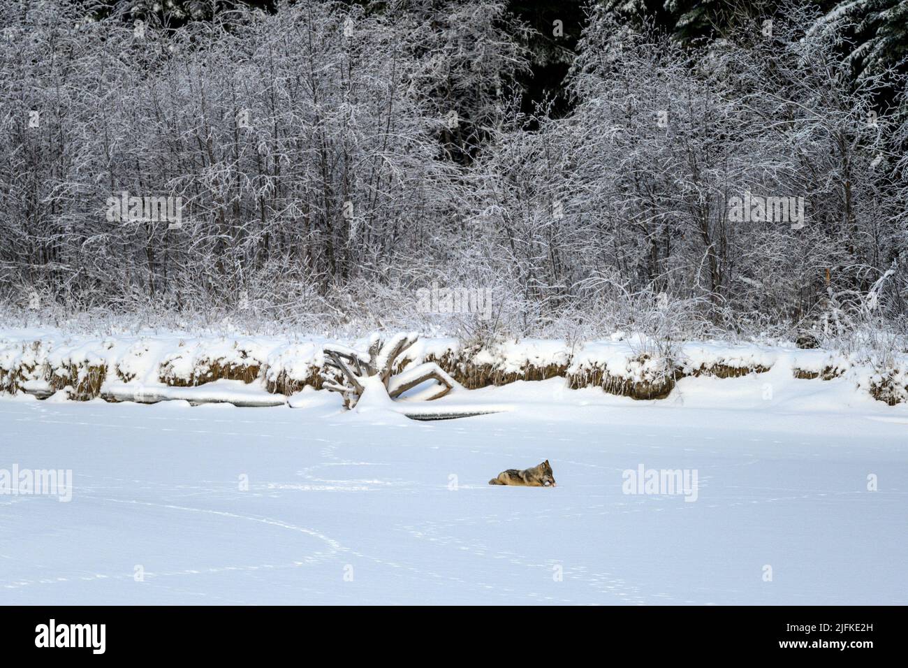 Native american snow portrait hi-res stock photography and images - Alamy