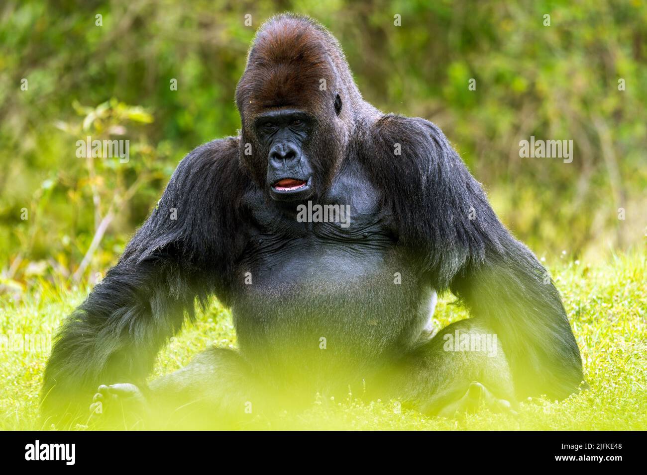 Western lowland gorilla african hi-res stock photography and images - Alamy