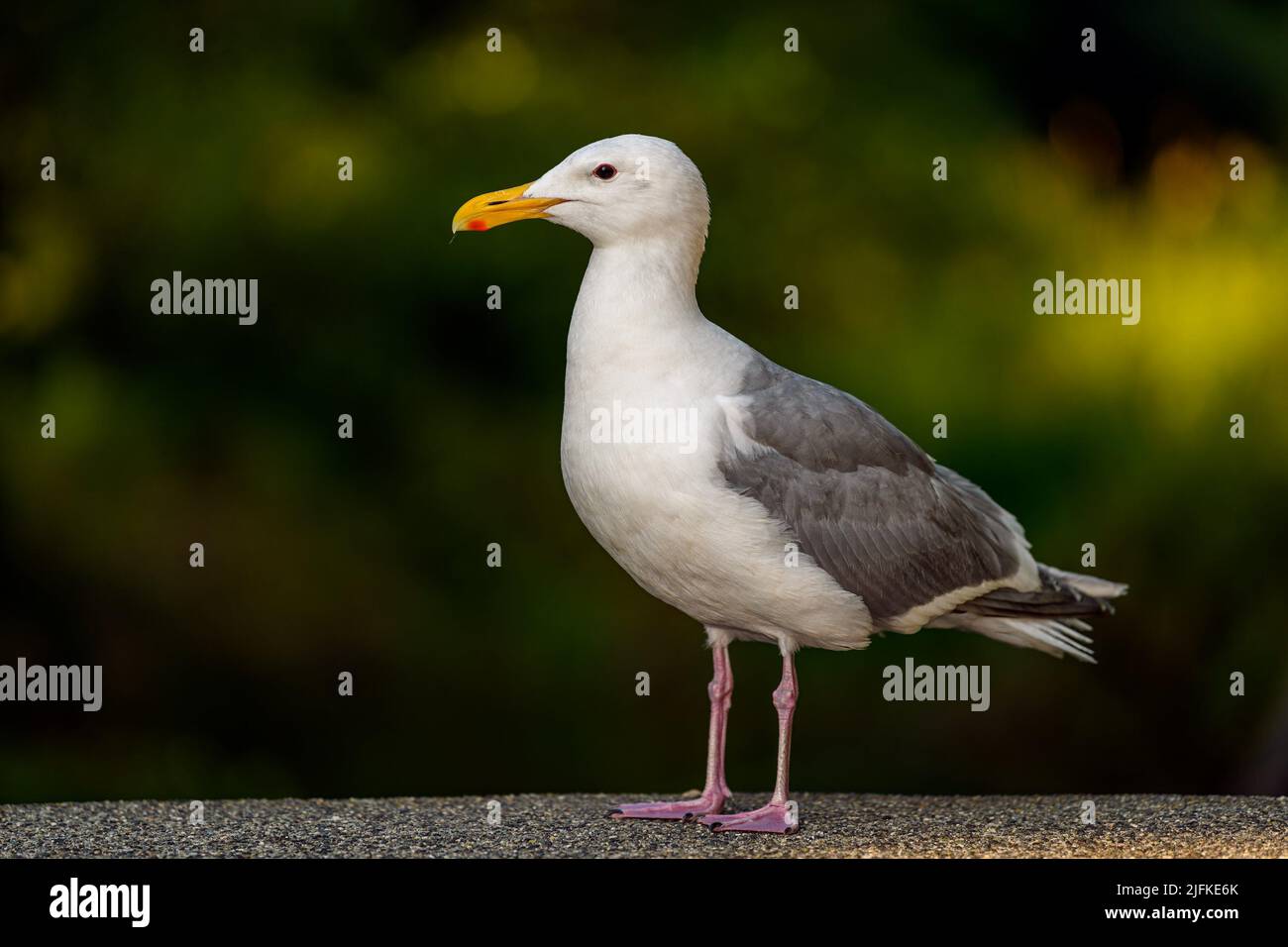 Close up photo with shallow depth of field of a glaucous-winged Gull ...