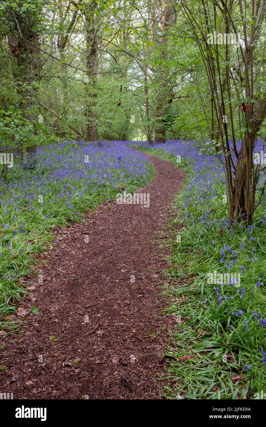 A narrow path through the bluebells and lush green trees in a forest ...