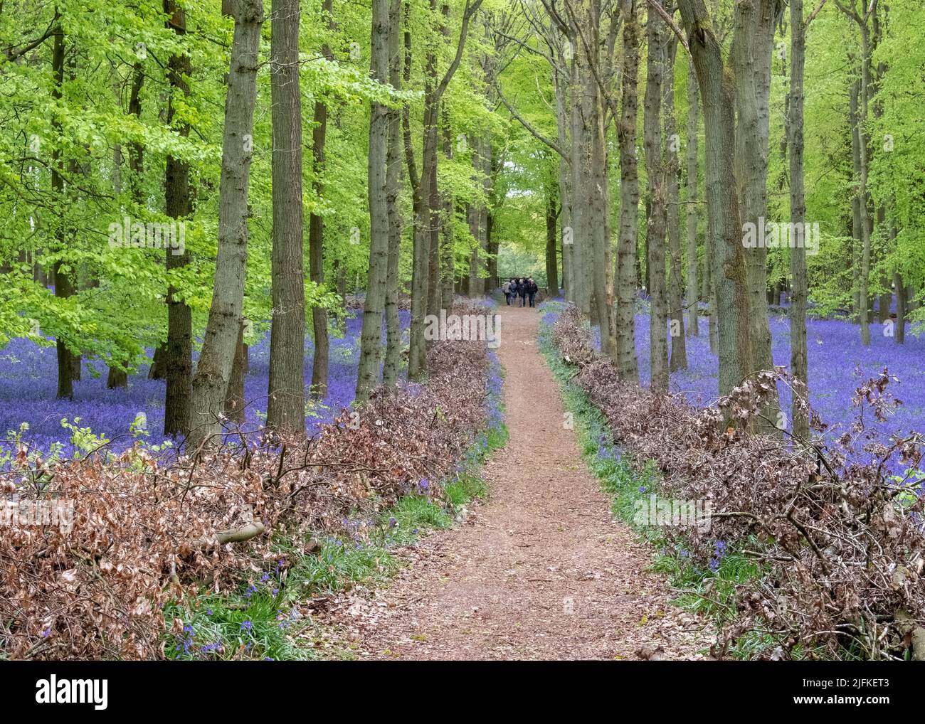 A narrow path through the bluebells and lush green trees in a forest ...