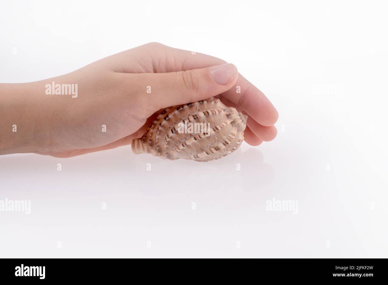 Hand holding seashell hi-res stock photography and images - Alamy