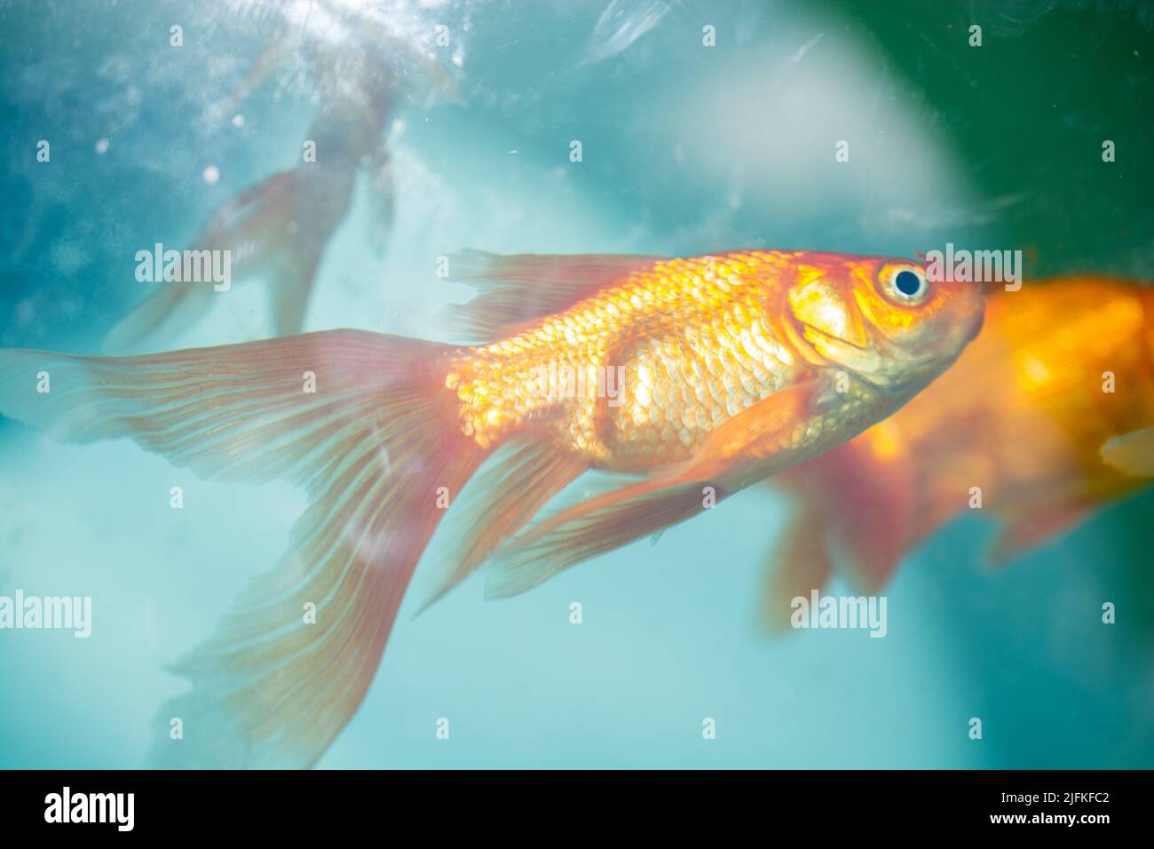 Colorful fish High Resolution Stock Photography and Images - Alamy