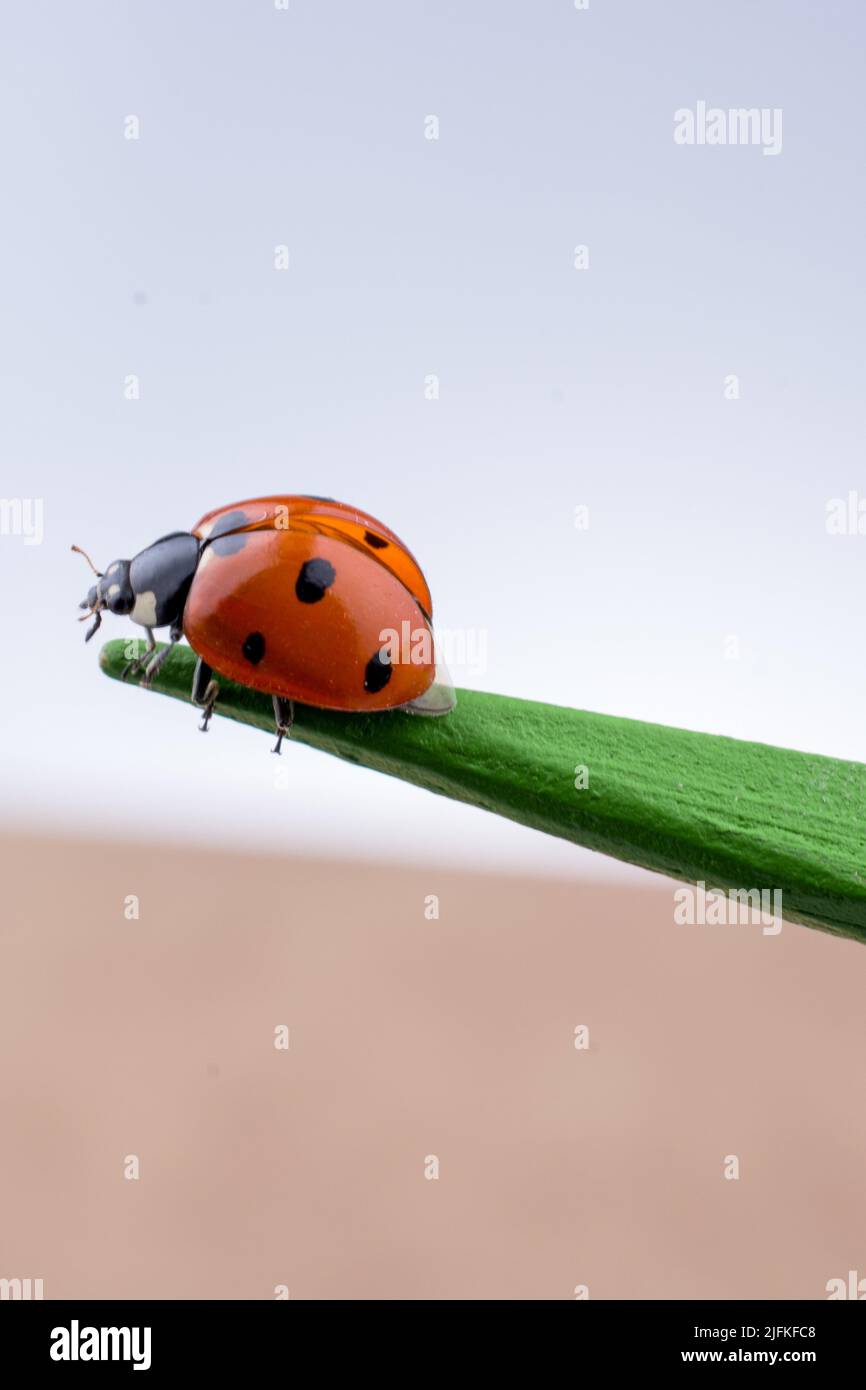 Beautiful photo of red ladybug walking on a wooden stick Stock Photo ...