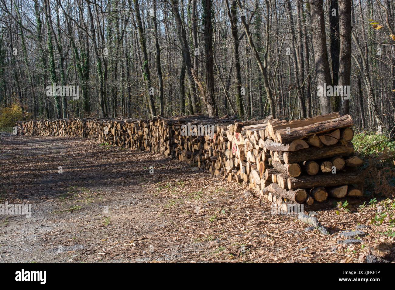 Stack of tree trunks piled up wood logs in forest Stock Photo - Alamy