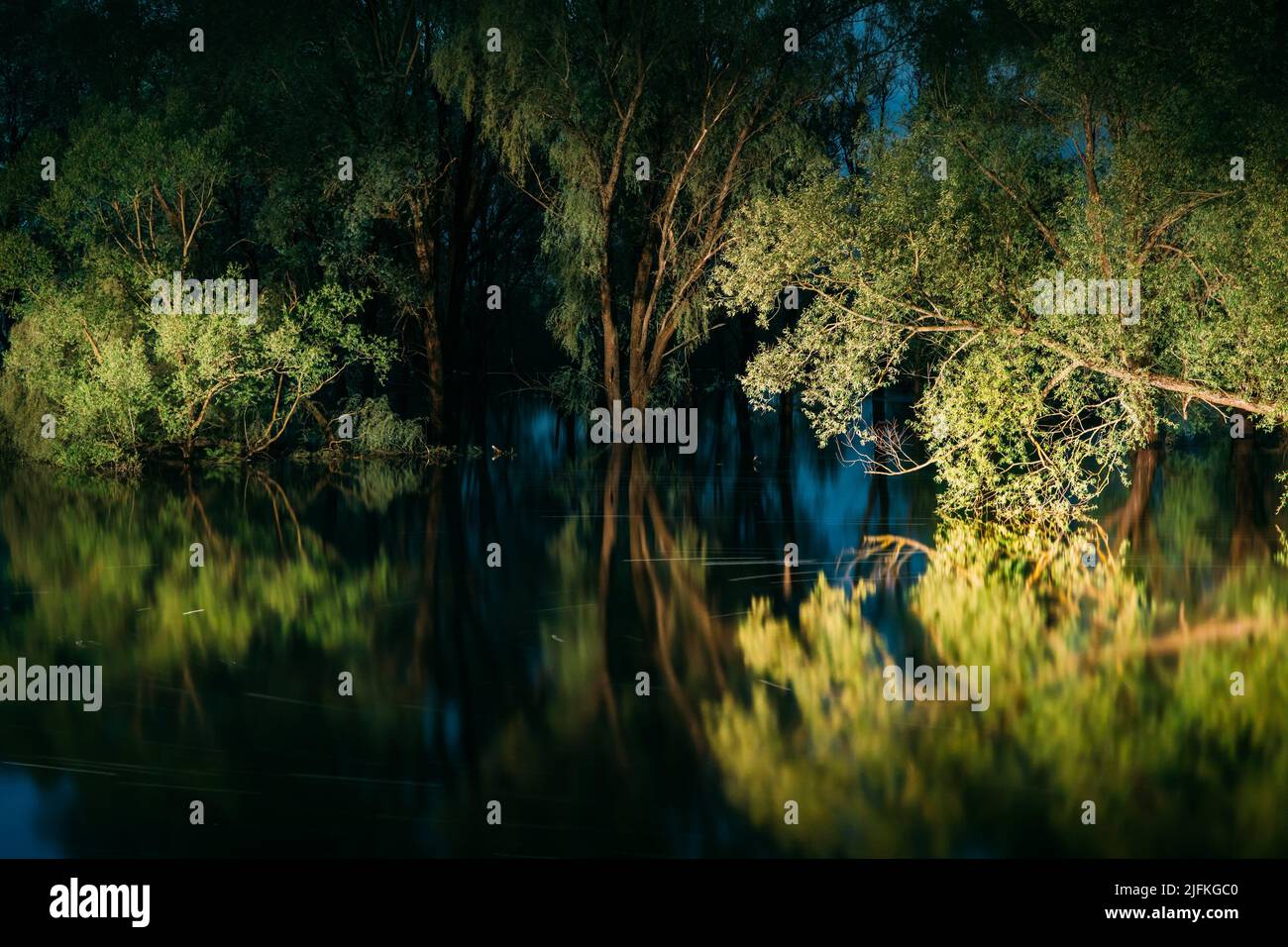 Night landscape with Trees that Standing In Water During Spring Flood ...