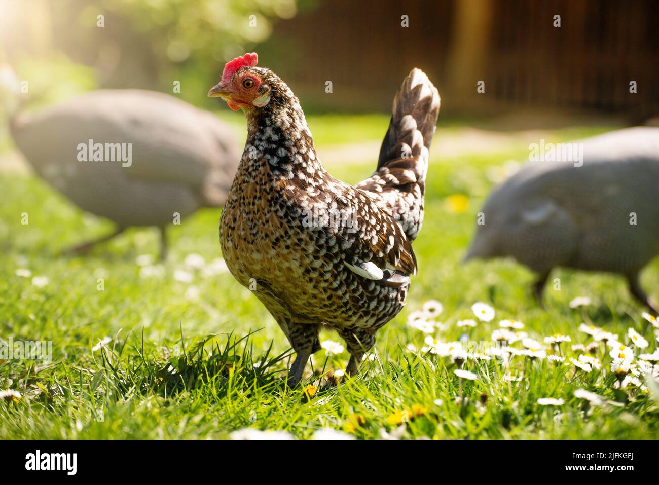 Hen and grass hi-res stock photography and images - Alamy
