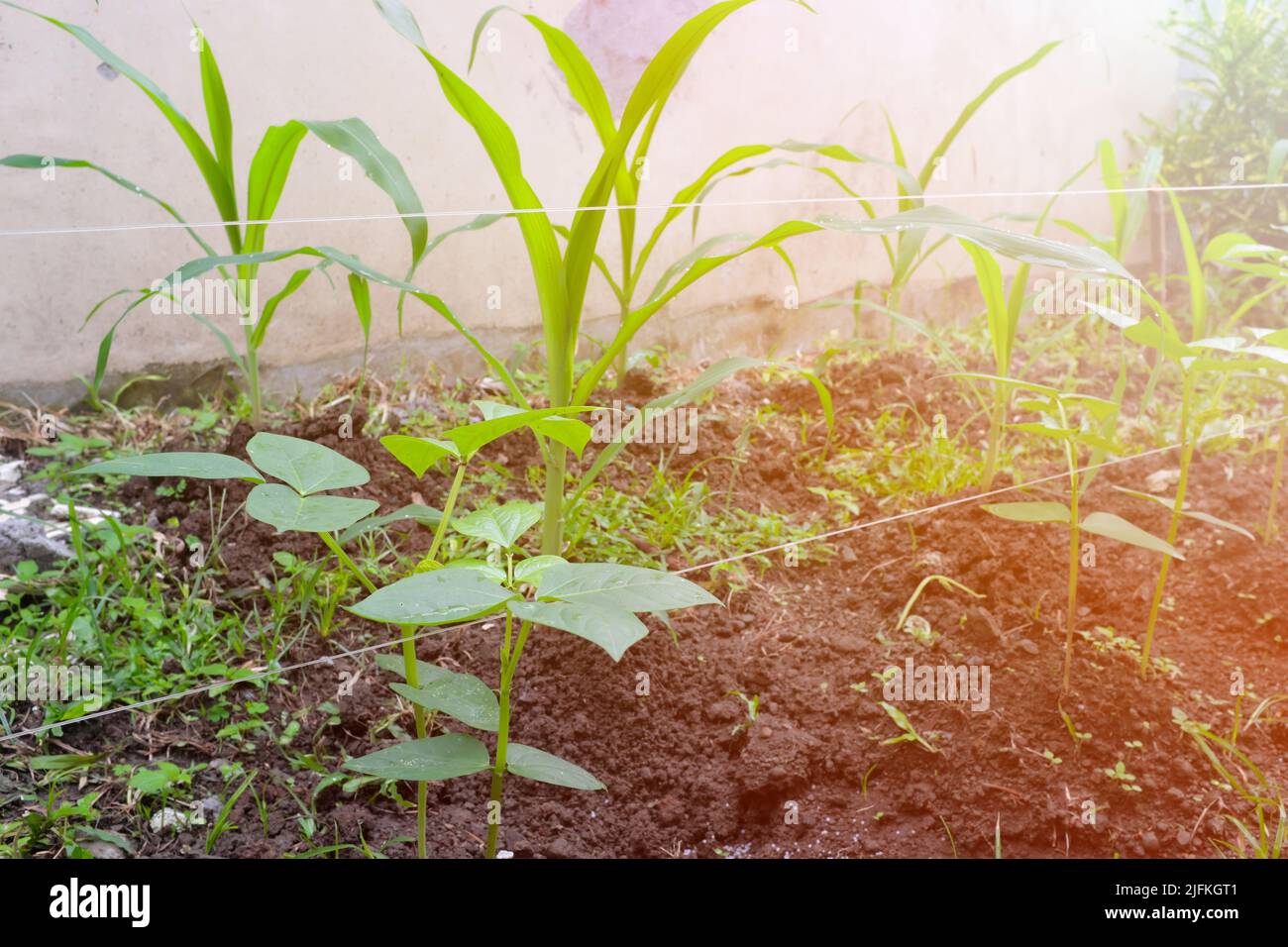 Corn and legume cowpea plants intercropping on a vegetable garden Stock ...
