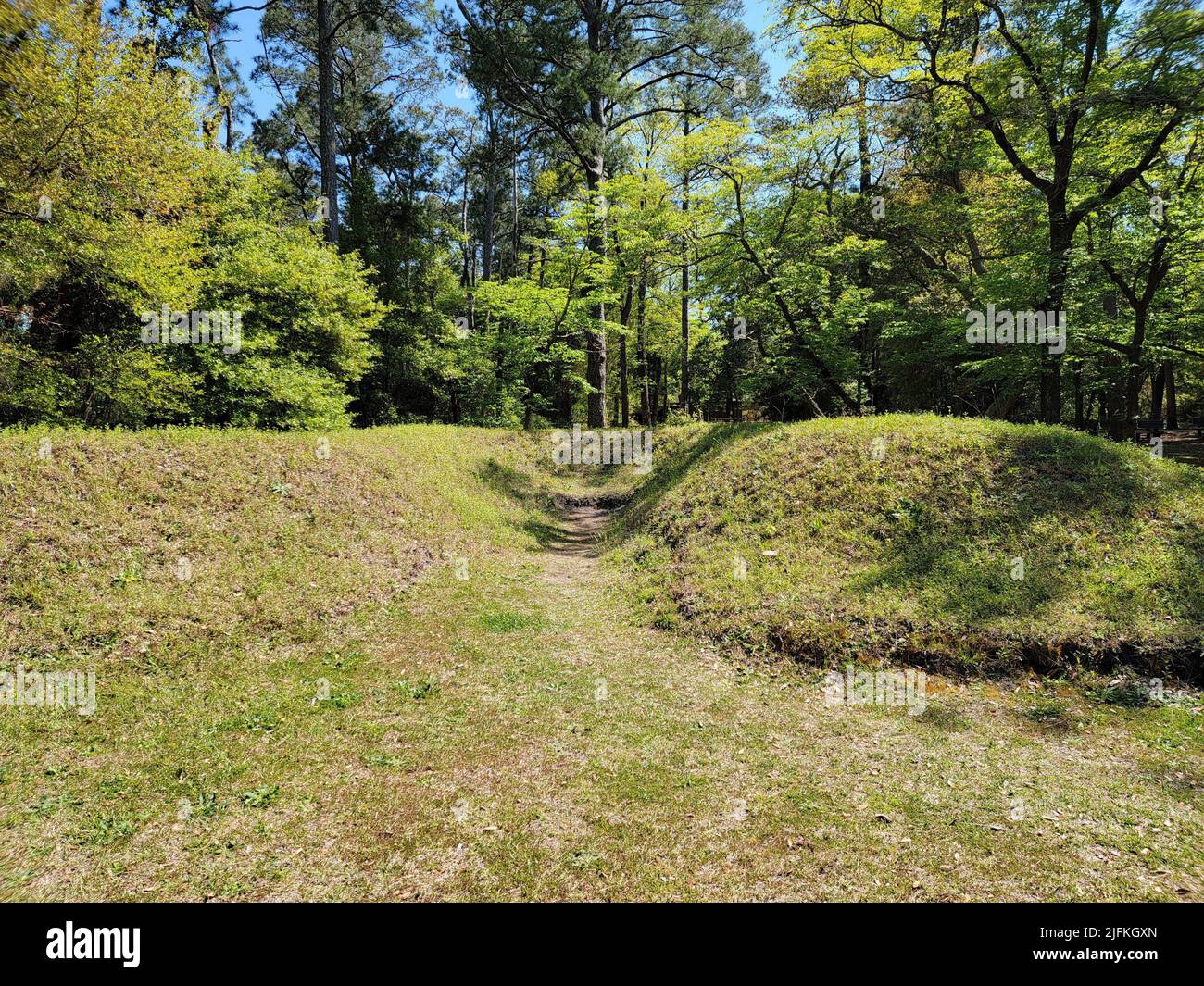 Mound plant hi-res stock photography and images - Alamy