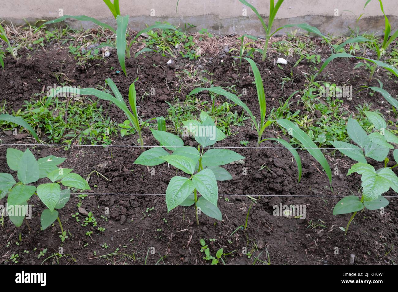 Intercropping hi-res stock photography and images - Alamy