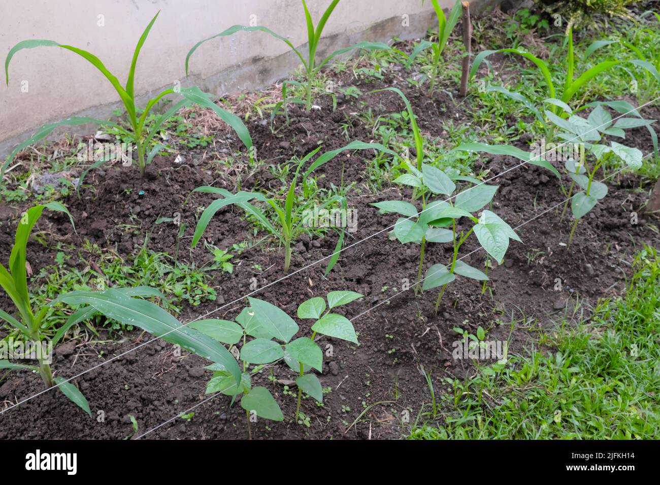 Corn and legume cowpea plants intercropping on a vegetable garden Stock ...