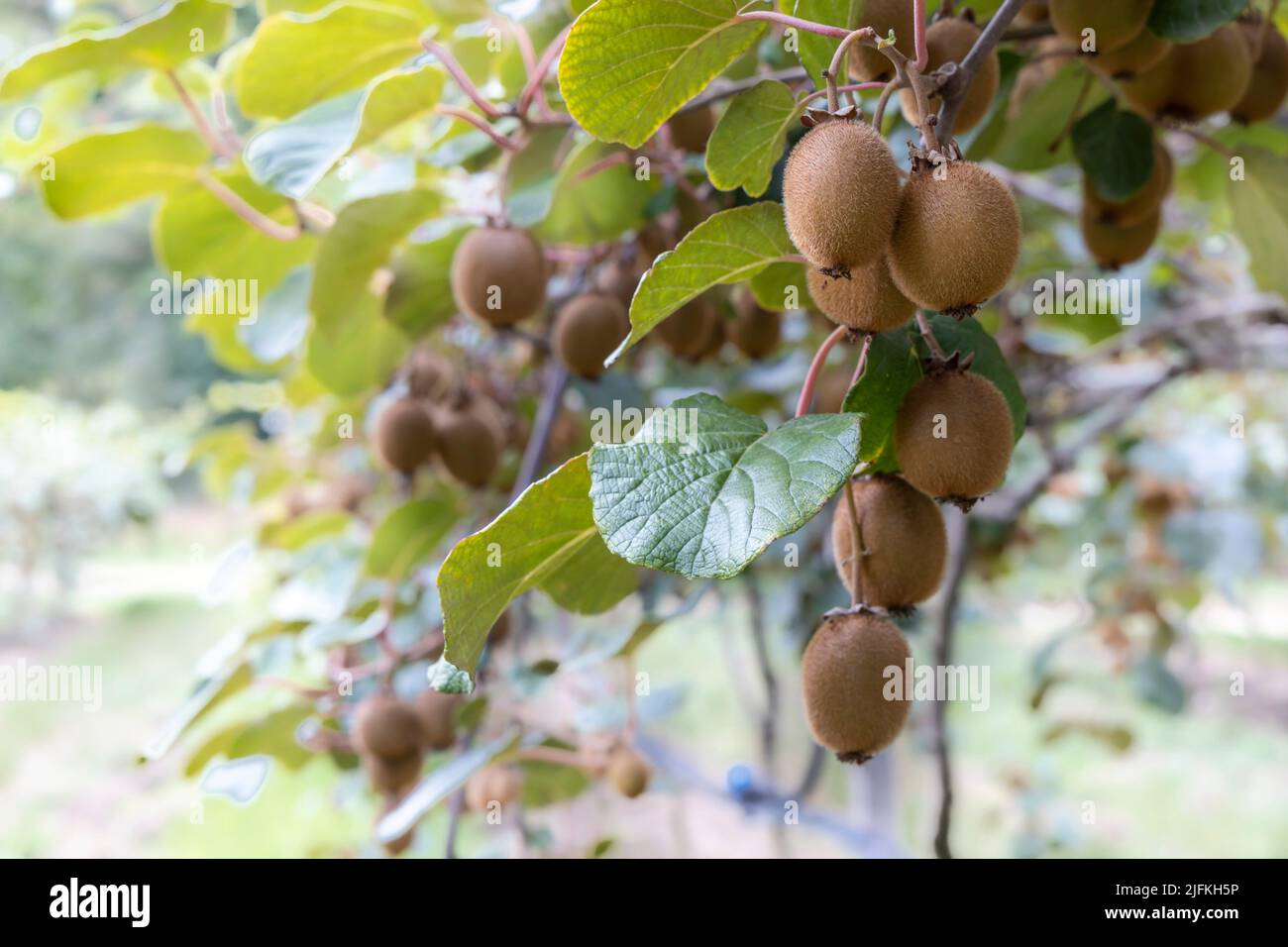 Kiwifruit orchard hi-res stock photography and images - Alamy