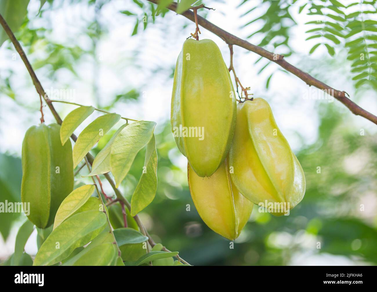 Yellow star apple hi-res stock photography and images - Alamy