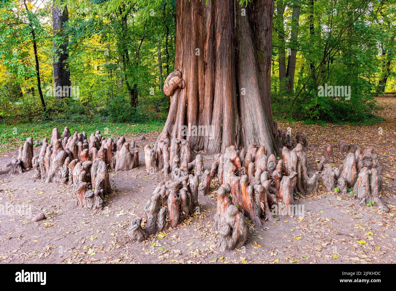 Bald cypress tree knees hi-res stock photography and images - Alamy