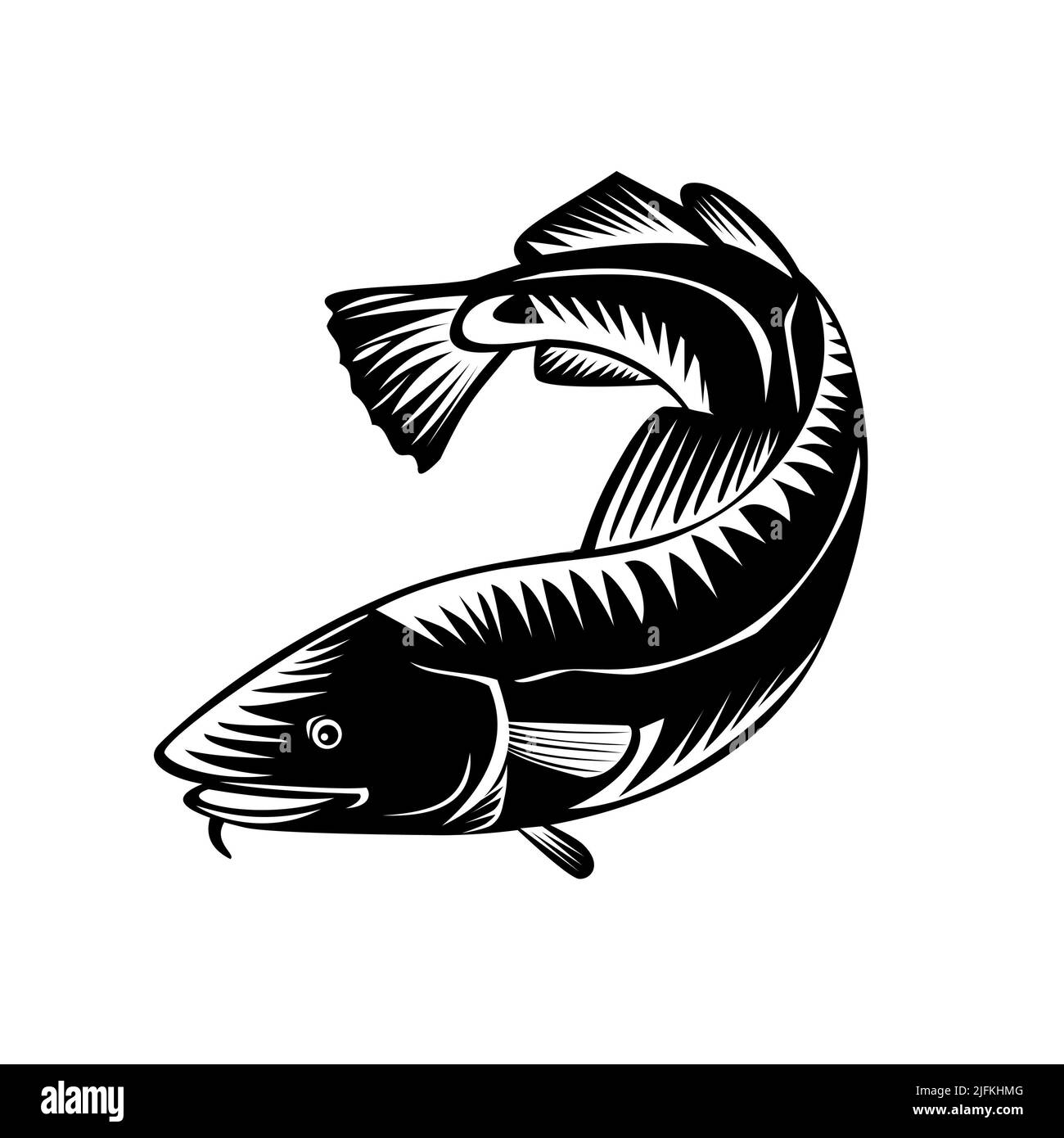 Atlantic cod fish gadus morhua Black and White Stock Photos & Images ...