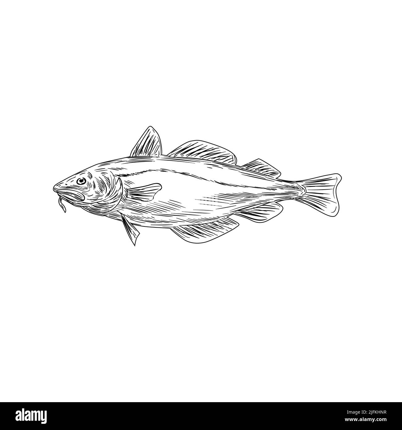 Atlantic cod (gadus morhua), drawing hi-res stock photography and ...