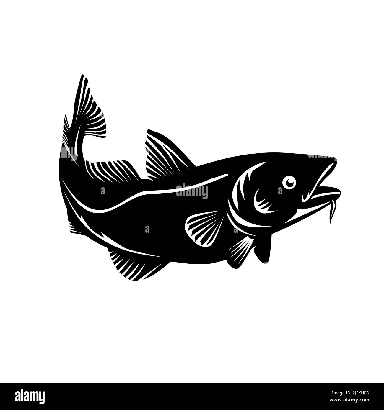 Atlantic cod fish gadus morhua Black and White Stock Photos & Images ...