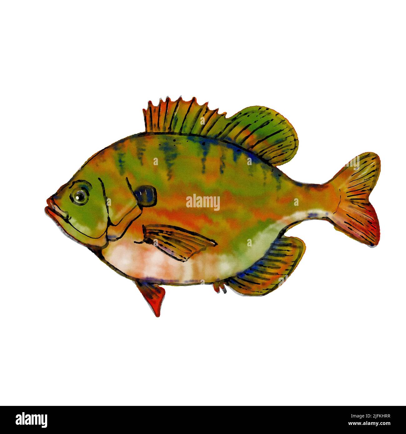 Copper nose or perch hi-res stock photography and images - Alamy