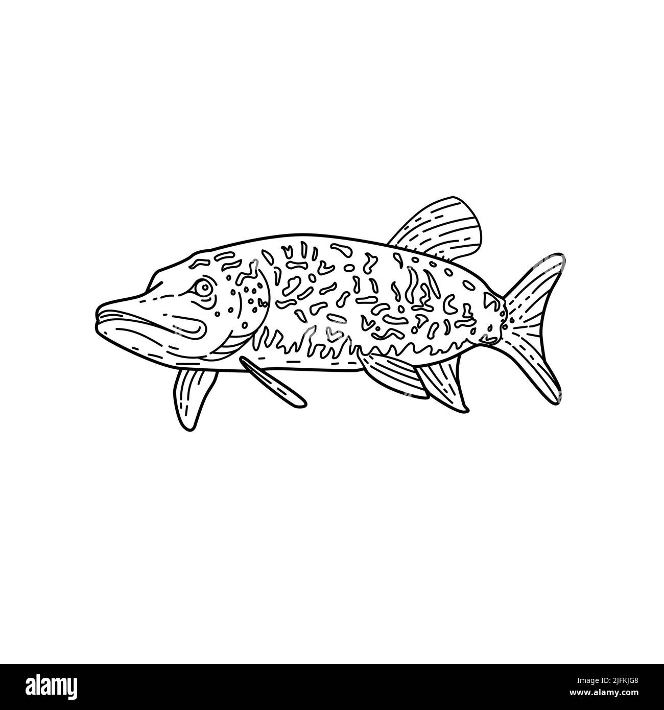 Northern pike esox lucius drawing hi-res stock photography and images ...