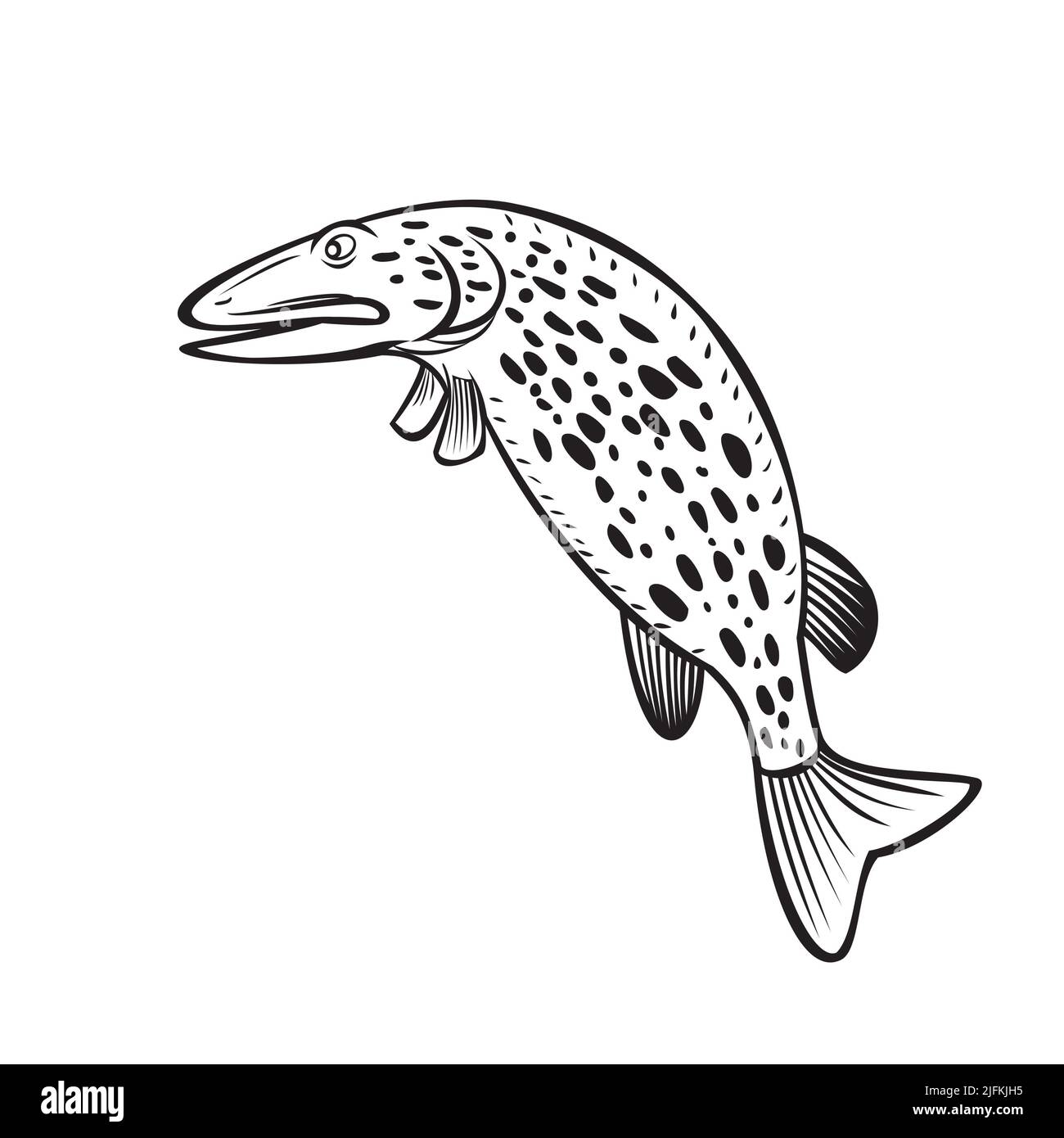 Northern Pike Drawing